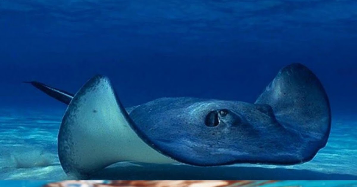 Trabajar en el zoo: Diferencia entre manta y raya