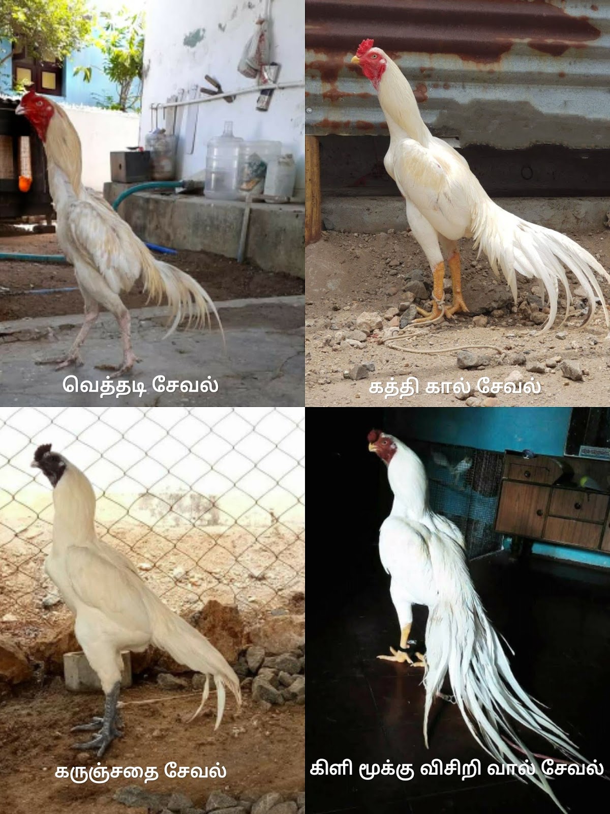 தமிழ்நாட்டின் சேவல் சண்டை, அதன் வகைகள் Tamil nadu seval sandai and it's ...