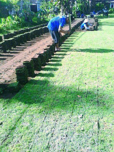 Rumput kuburan , Rumput makam Januari Tahun 2024 ~ JUAL RUMPUT TAMAN ...