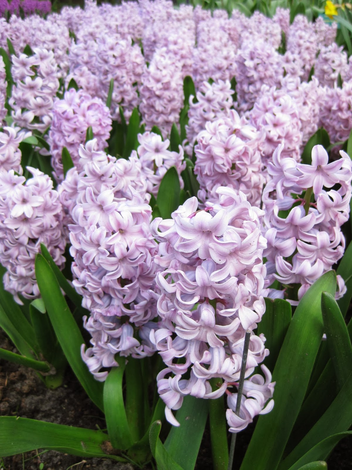 Rotary Botanical Gardens - Hort Blog: Consider Hyacinths