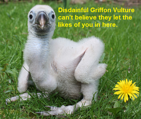 Disgruntled Animals Teach SAT Vocabulary