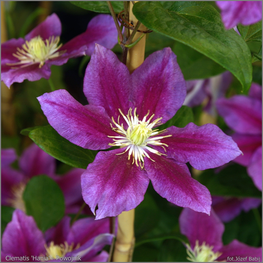 Plant Gallery - Encyklopedia Roślin: Clematis 'Hania' - Powojnik, klematis 'Hania'