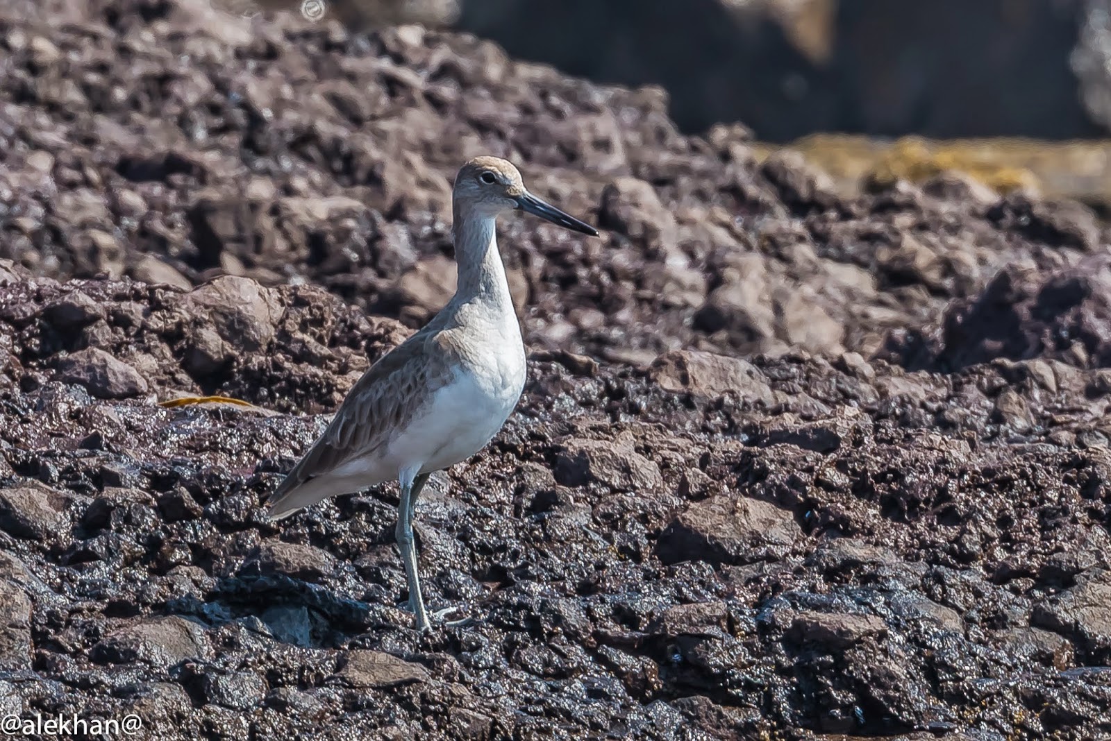 Pájaros, Pajarracos: Playero grande (Willet)