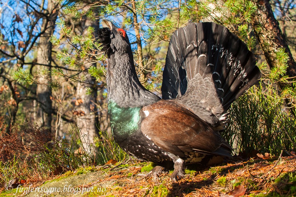 Fugler i Søgne: Tiur på nært hold