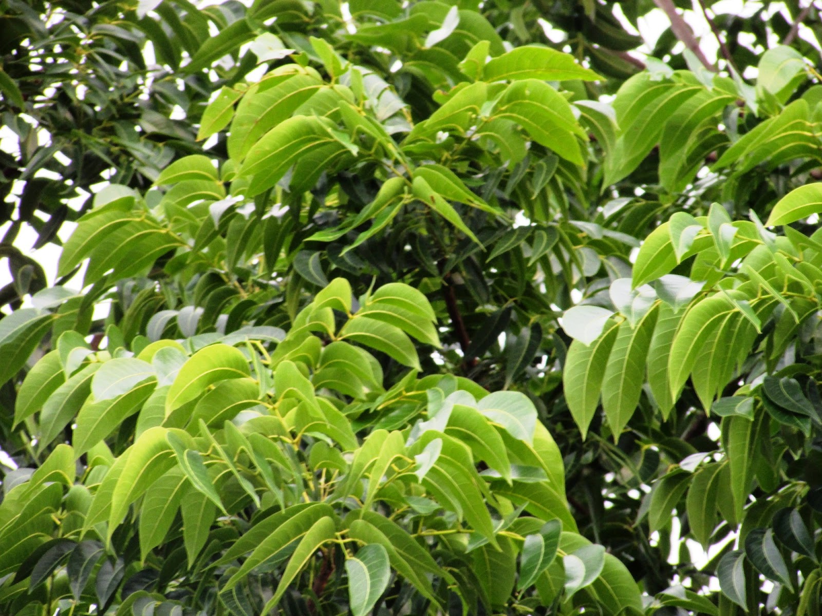 Foto Buah Mahoni - Foto Lepas