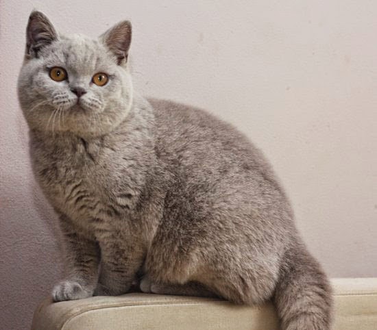 Pisica British Marea Britanie ~ Poze rase de pisici apartament si casa ...