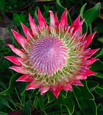 Protea Flower