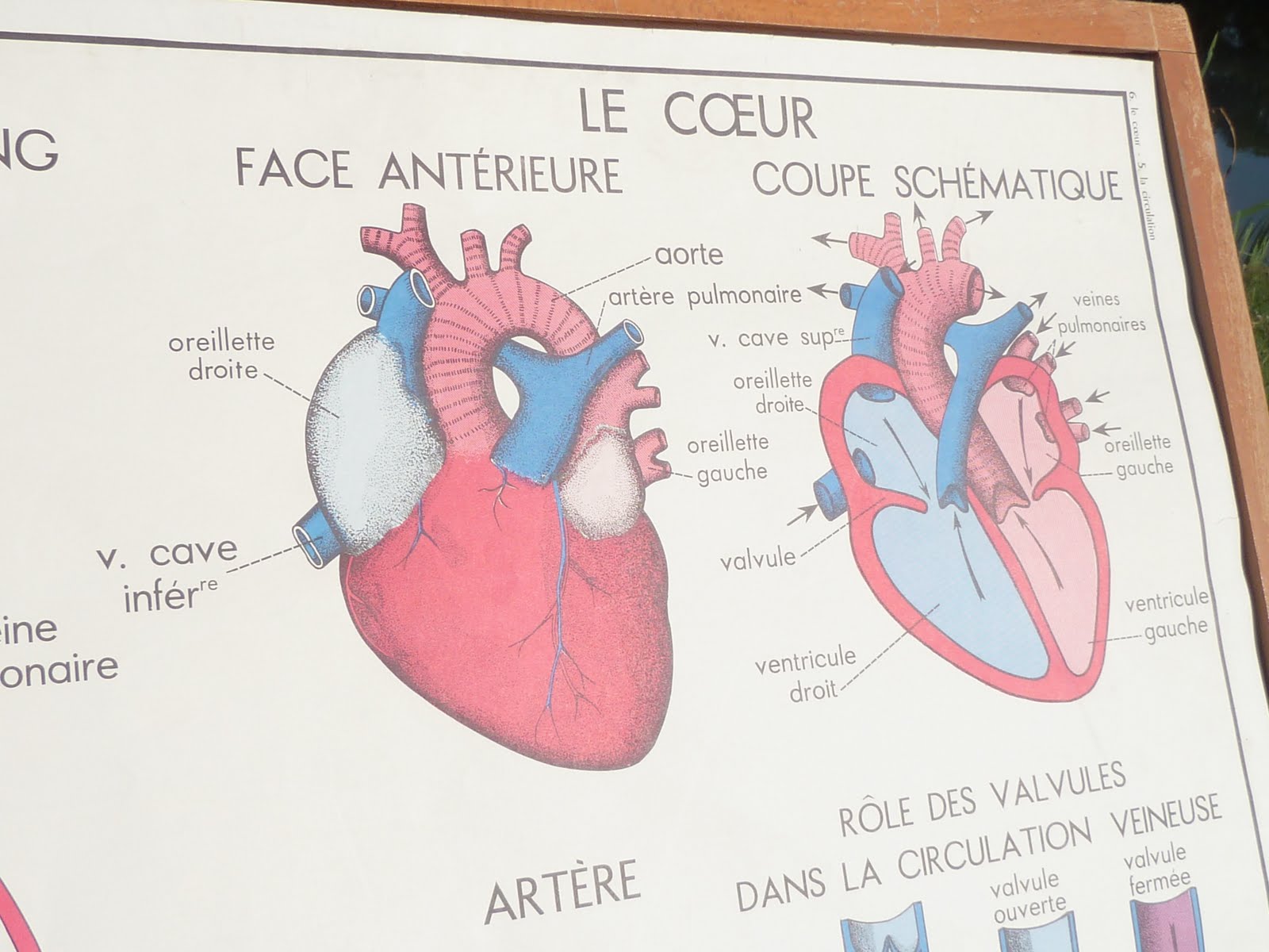 Vintage French Posters Botany Animals Anatomy, old World Maps from ...