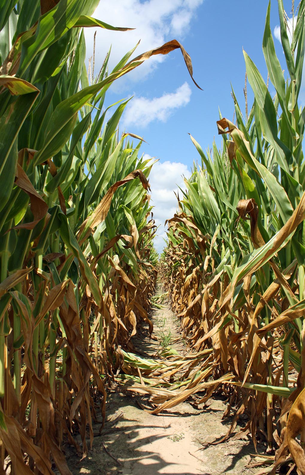 Southern Lagniappe: A Visit to a Corn Field