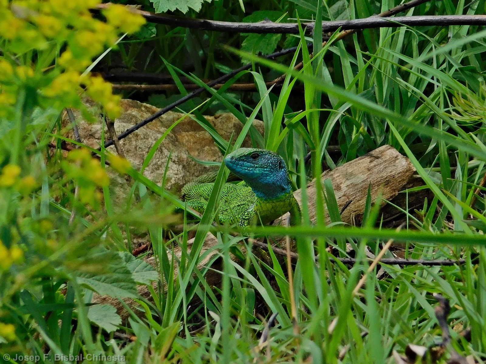 Sargantanes i Dragons: Lacerta viridis - Llangardaix verd oriental