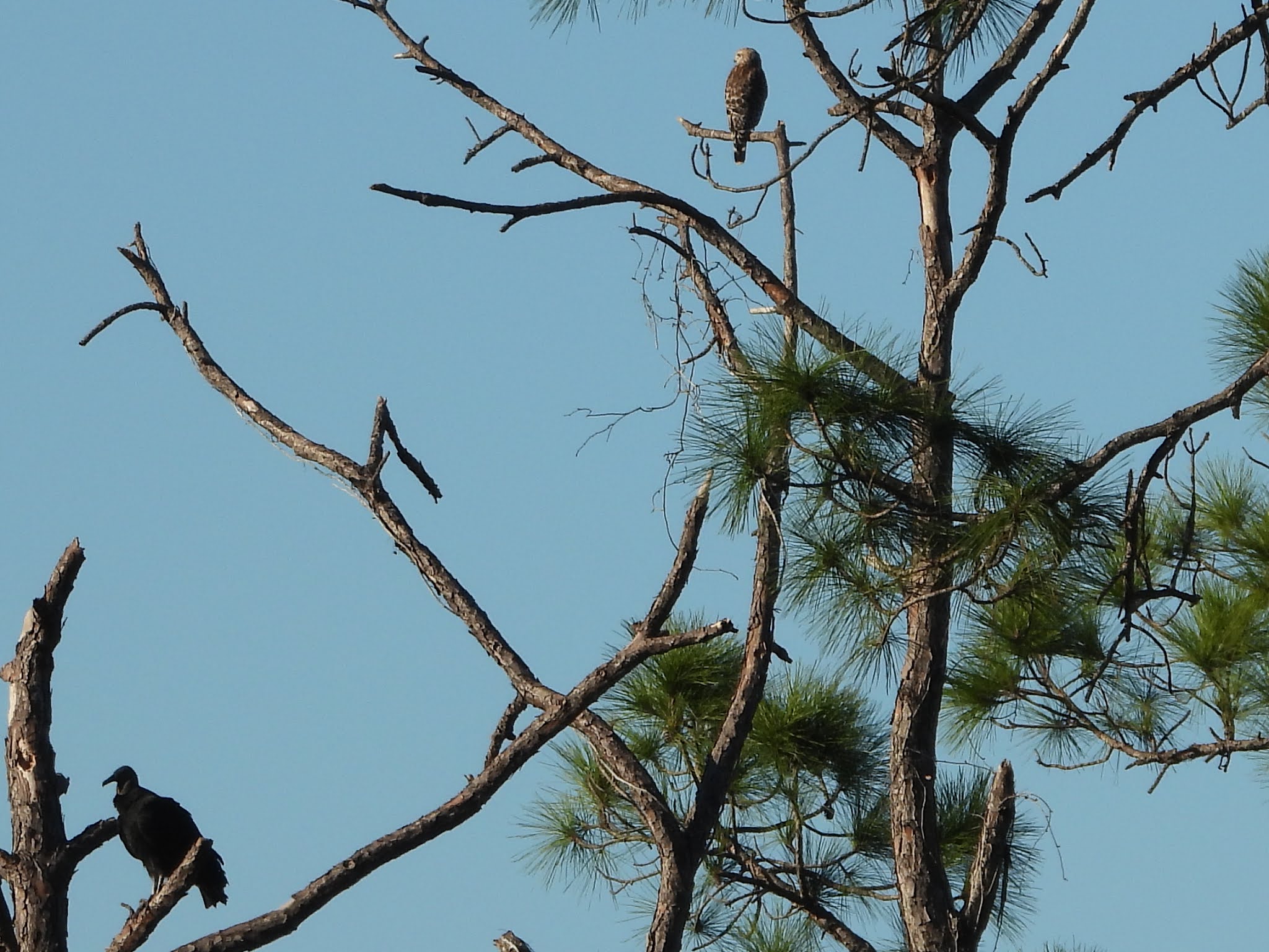 Bird & Travel Photos, Birding Sites, Bird Information: MOLTING JUVENILE ...