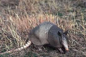 Armadillo