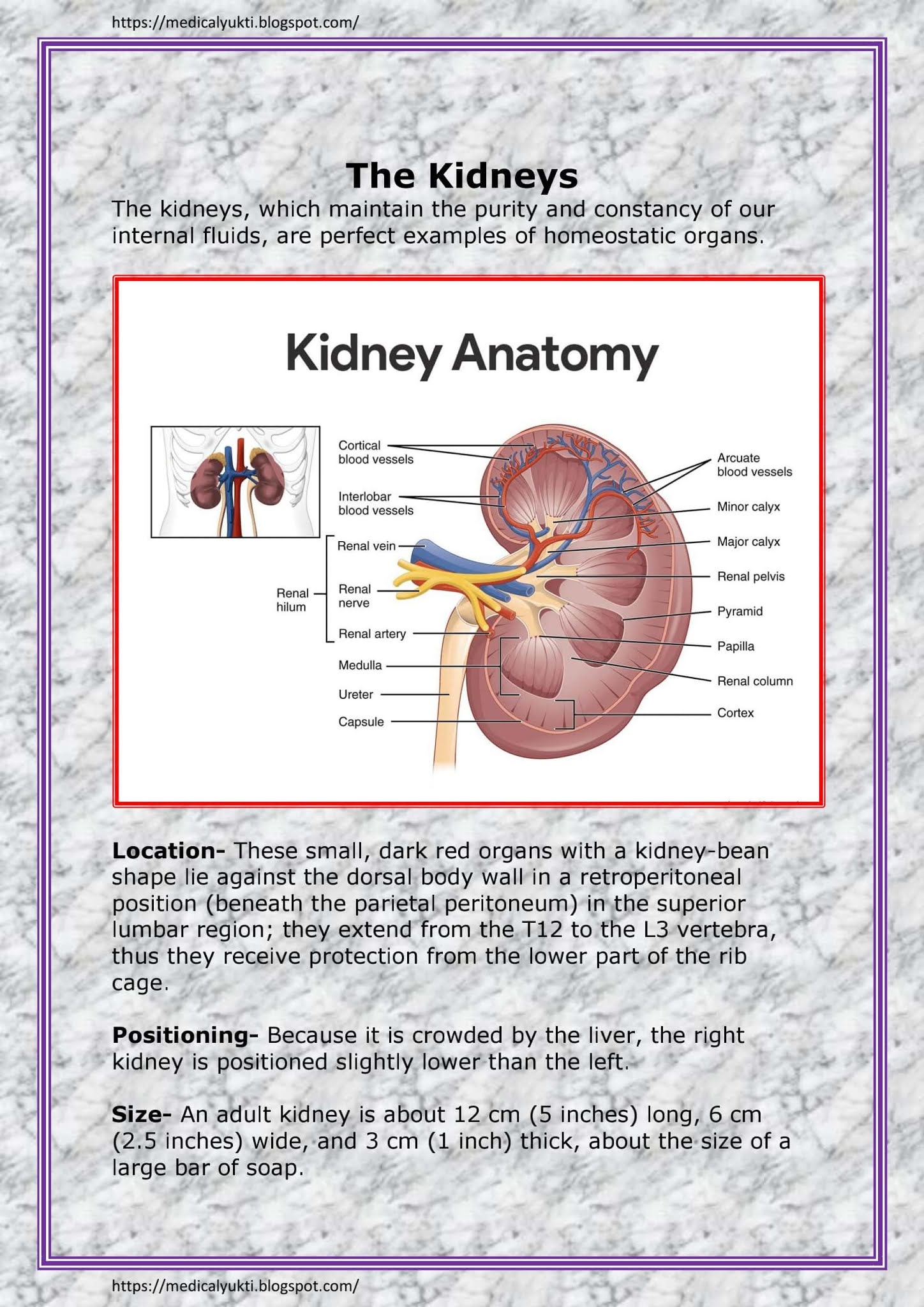 Urinary System Anatomy Physiology - Medical Yukti