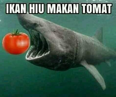 10 Meme Lucu 'Ikan Hiu Makan Tomat' Ini Anjim Banget Kocaknya
