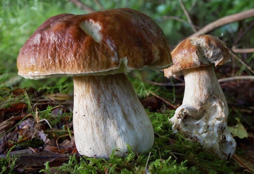 Jesen donosi Pečurke - saznajte kako ih ubrati na najjednostavniji način