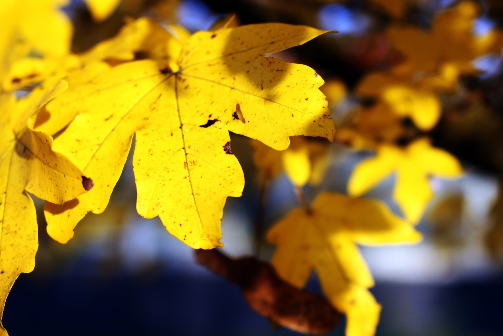 Autumn Leaf Experiment Why Do Leaves Change Color In The Fall autumn-leaf-experiment-why-do-leaves-change-color-in-the-fall