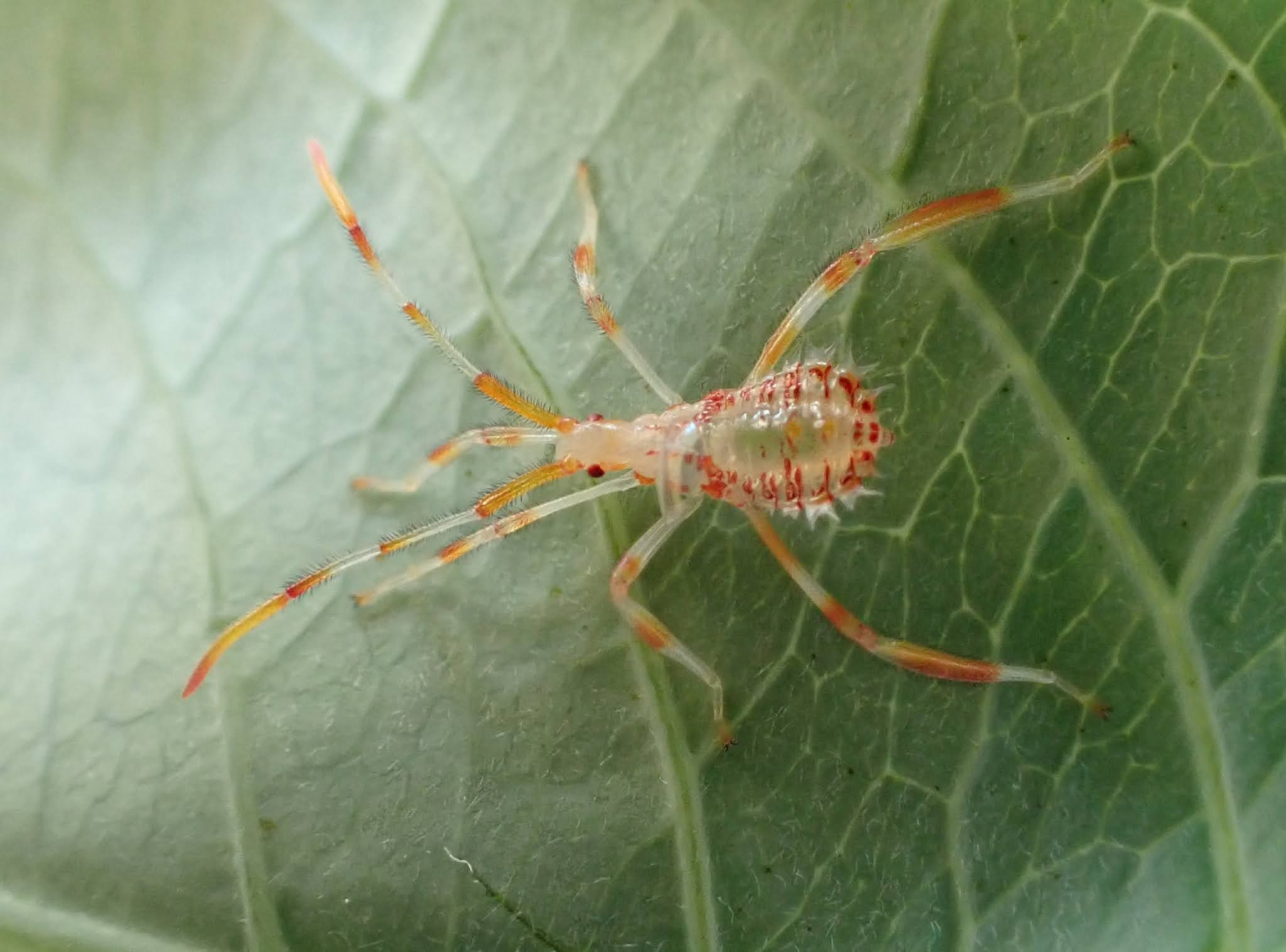 Springfield Plateau: Leaf-foot Bug Birth
