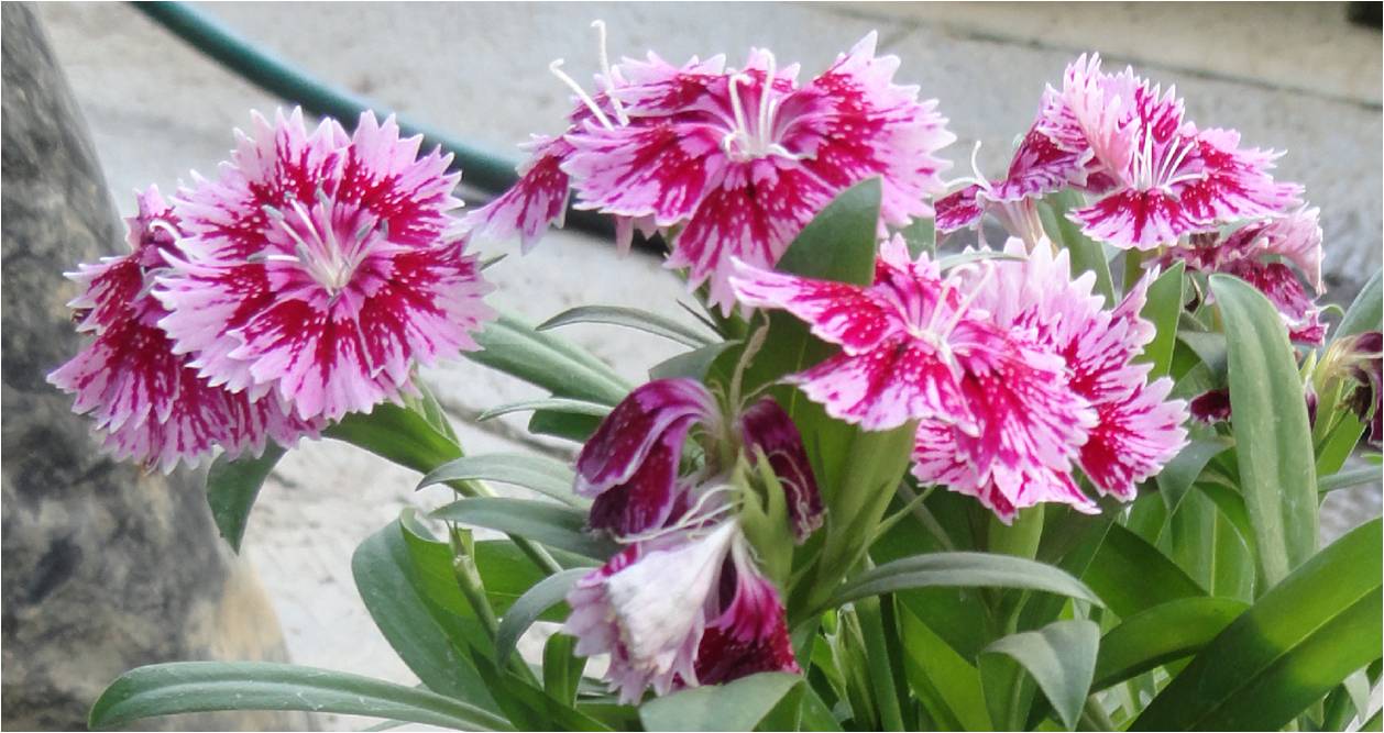 La Doctora De Las Plantas: Ideas de plantas que puedo usar para diseño ...