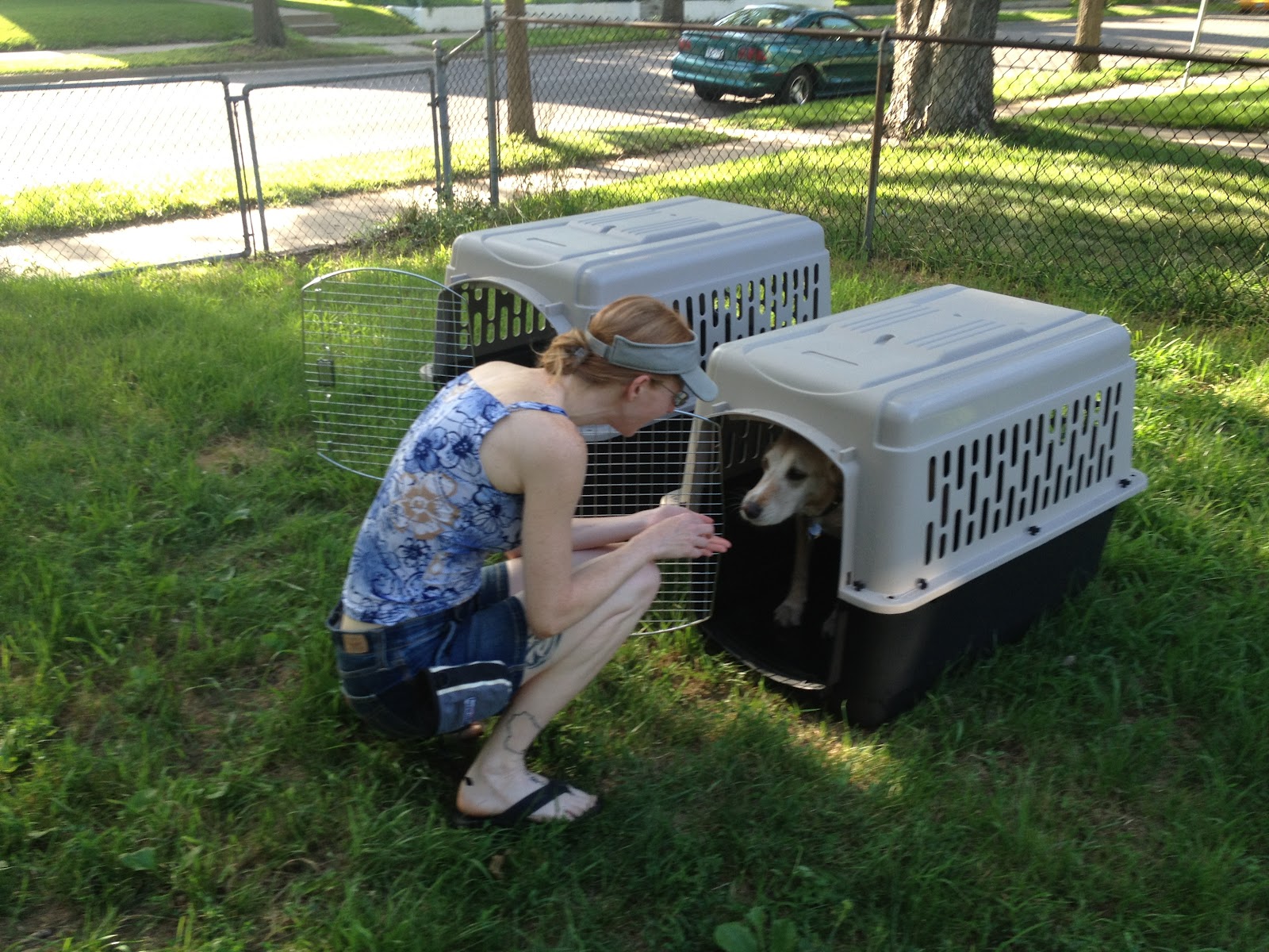 Such Good Dogs: Kennel Training