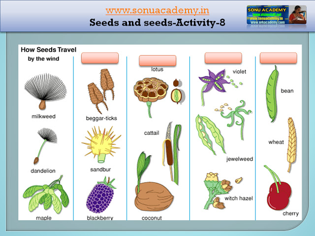 SONU ACADEMY: SEEDS AND SEEDS – EVS CLASS-V (CHAPTER-5) ACTIVITIES