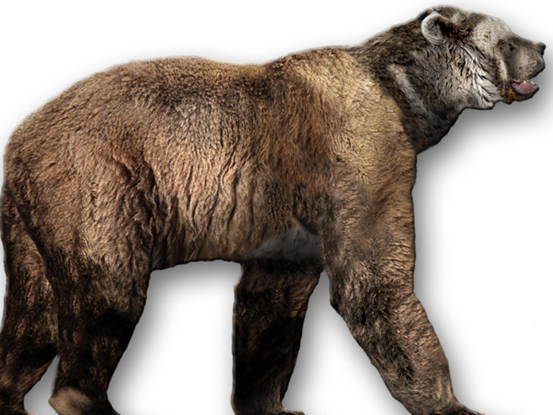 ENORMIO: MONSTRUOS de la EDAD de HIELO / «El Arctodus (oso de cara ...