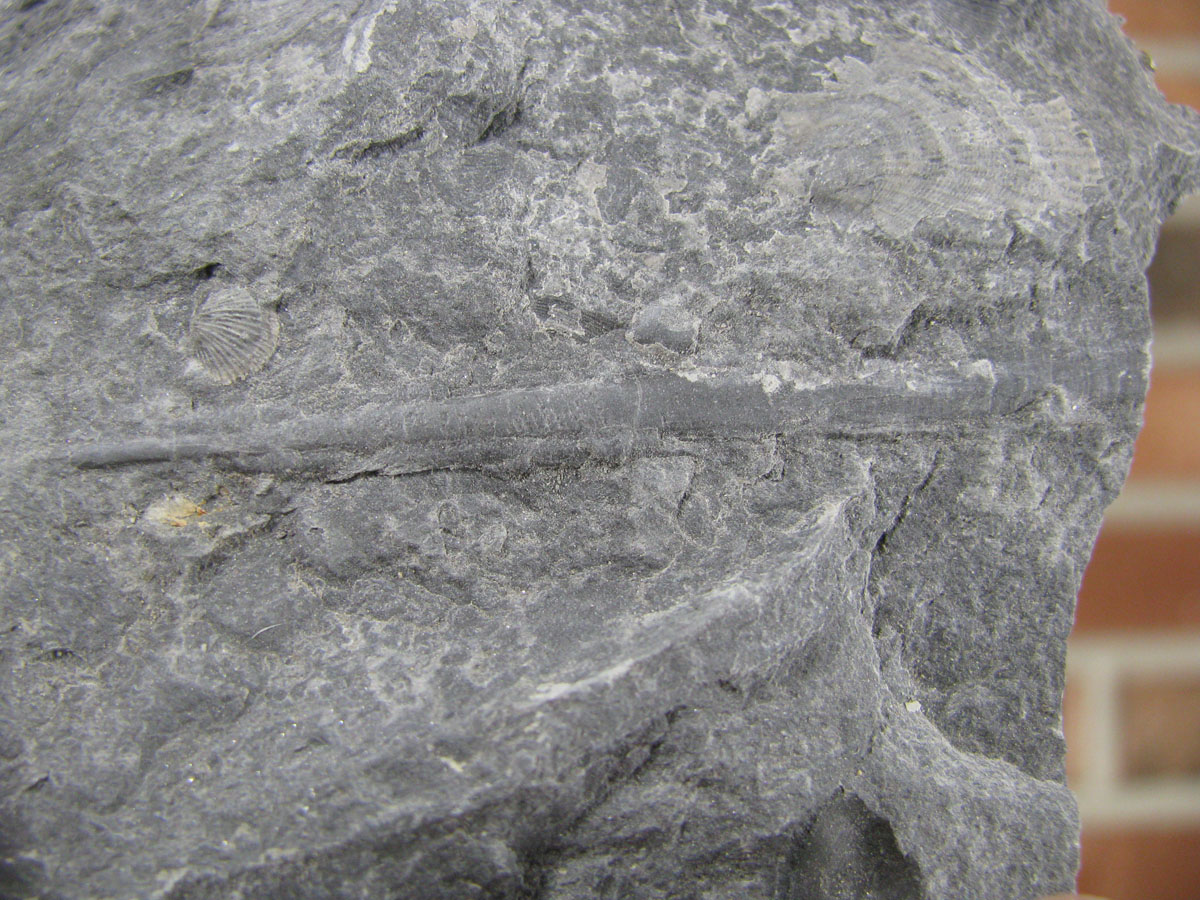 Views of the Mahantango: Bactrites aciculum cephalopod from the Moscow ...