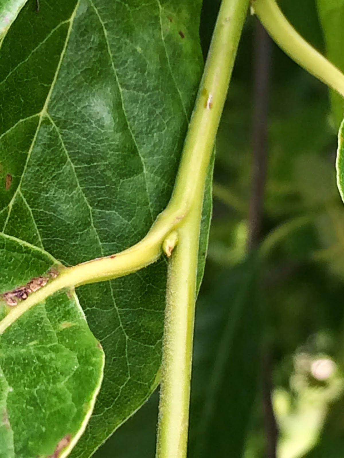 Trees of Santa Cruz County: Nyssa sylvatica - Tupelo tree