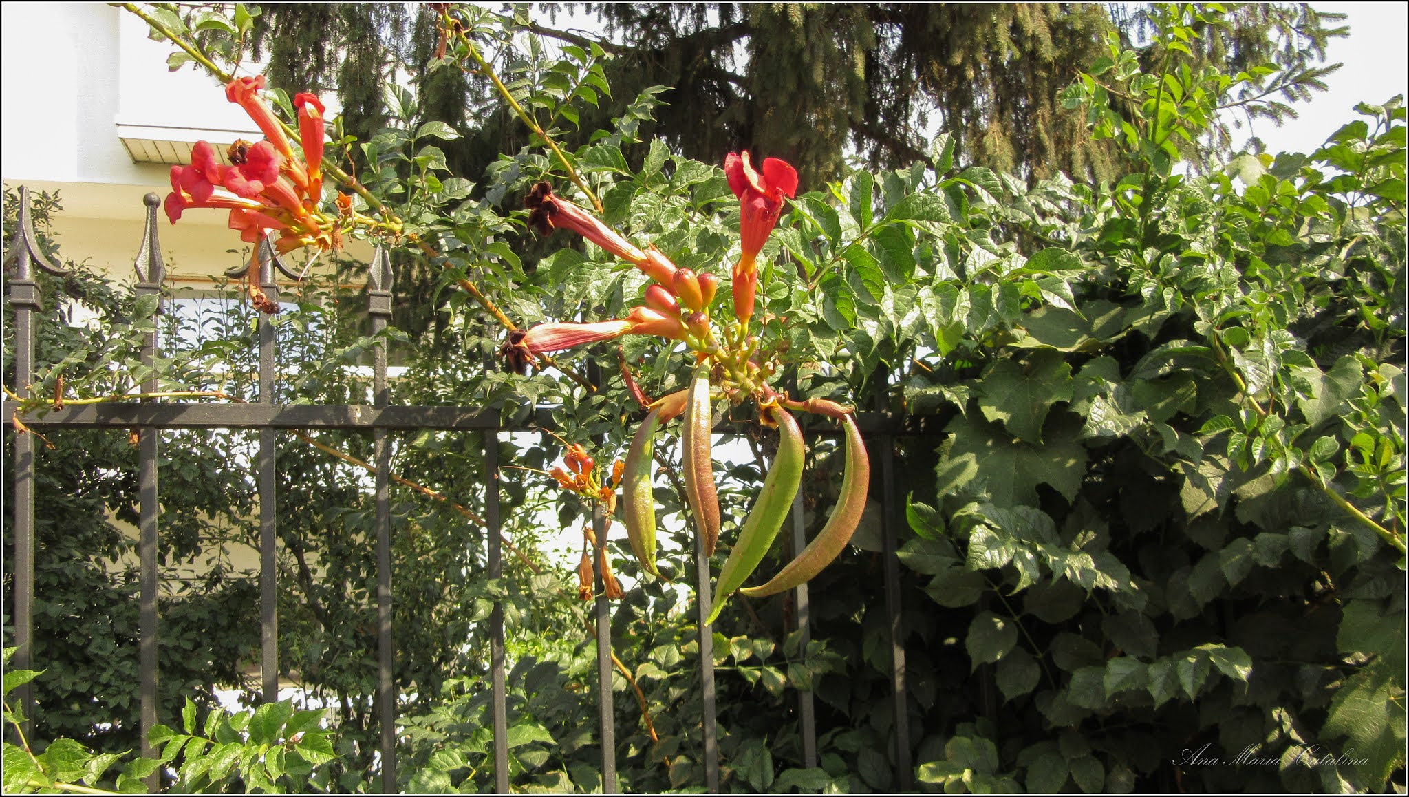 Lumea văzută din Turda: Trâmbiță, Luleaua Turcului (Campsis radicans)