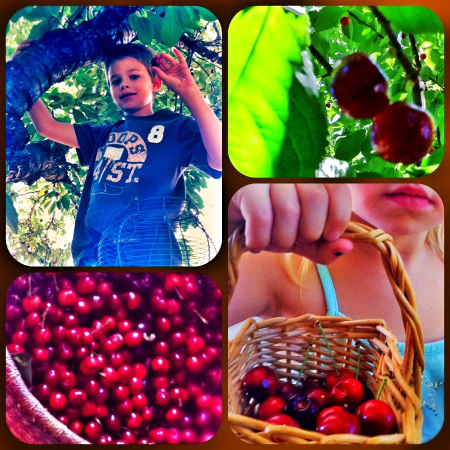 riddlelove: Raw Very Cherry Kefir Smoothie ~ A Recipe