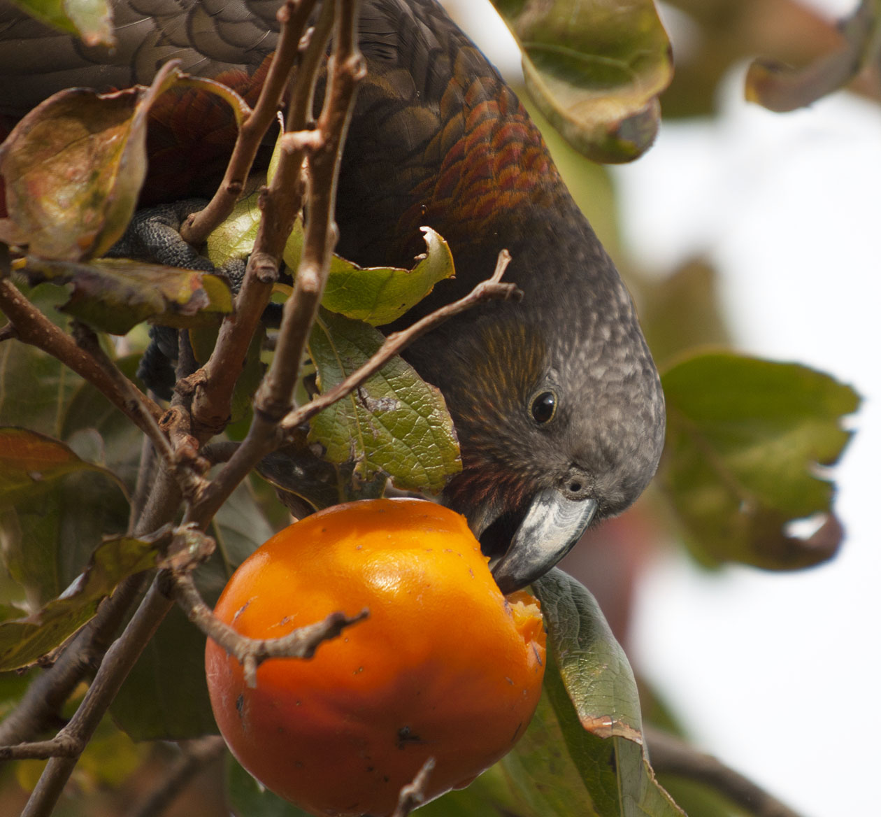 Artist by Nature: Art and Photography by Mandy Hague, Whakatane. : A ...