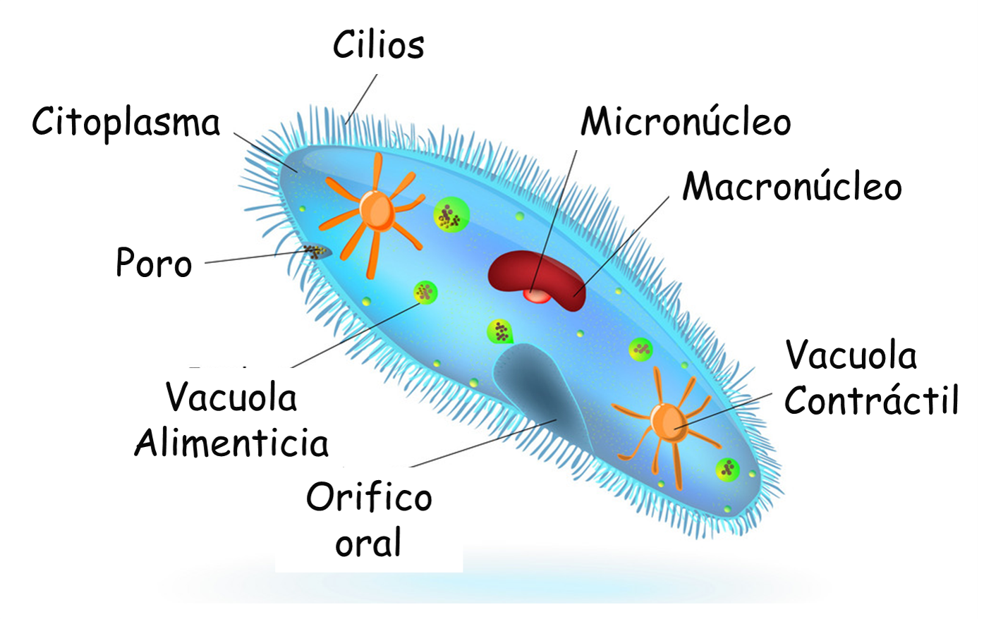Diviértete, explora y aprende con los reinos de la naturaleza.: Reino ...