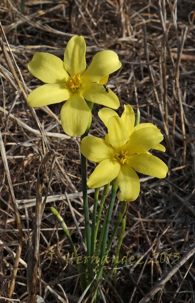 Florula gaditana: Narcissus x perezlarae