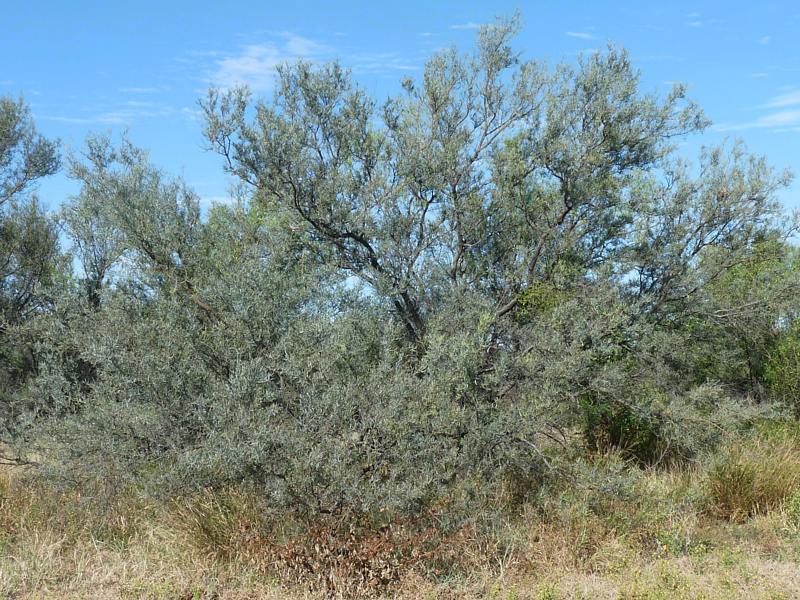 Ian Fraser, talking naturally: Happy Wattle Day! An Acacia alphabet.