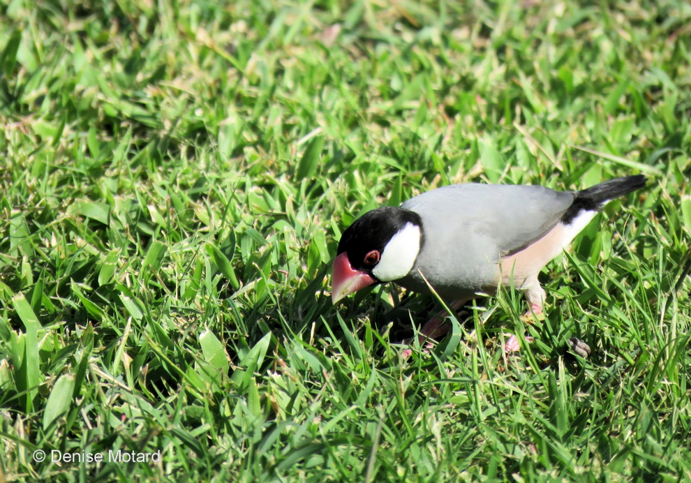 JAVA SPARROW