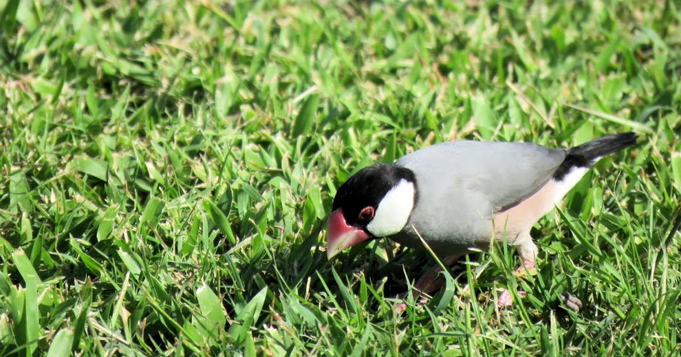 JAVA SPARROW