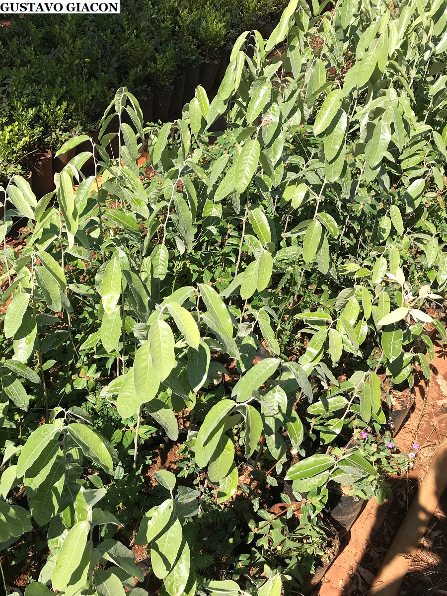 Viveiro Ciprest - Plantas Nativas e Exóticas: Oiti ( Licania tomentosa )