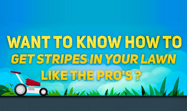 How to Get Beautiful Stripes in Your Lawn #infographic - Visualistan