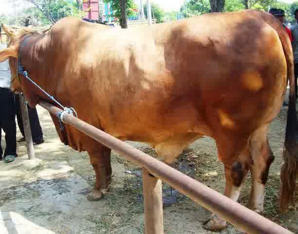 GAMBAR SAPI LIMOUSINE / SAPI LIMOSIN 3 | Sarang Sapi