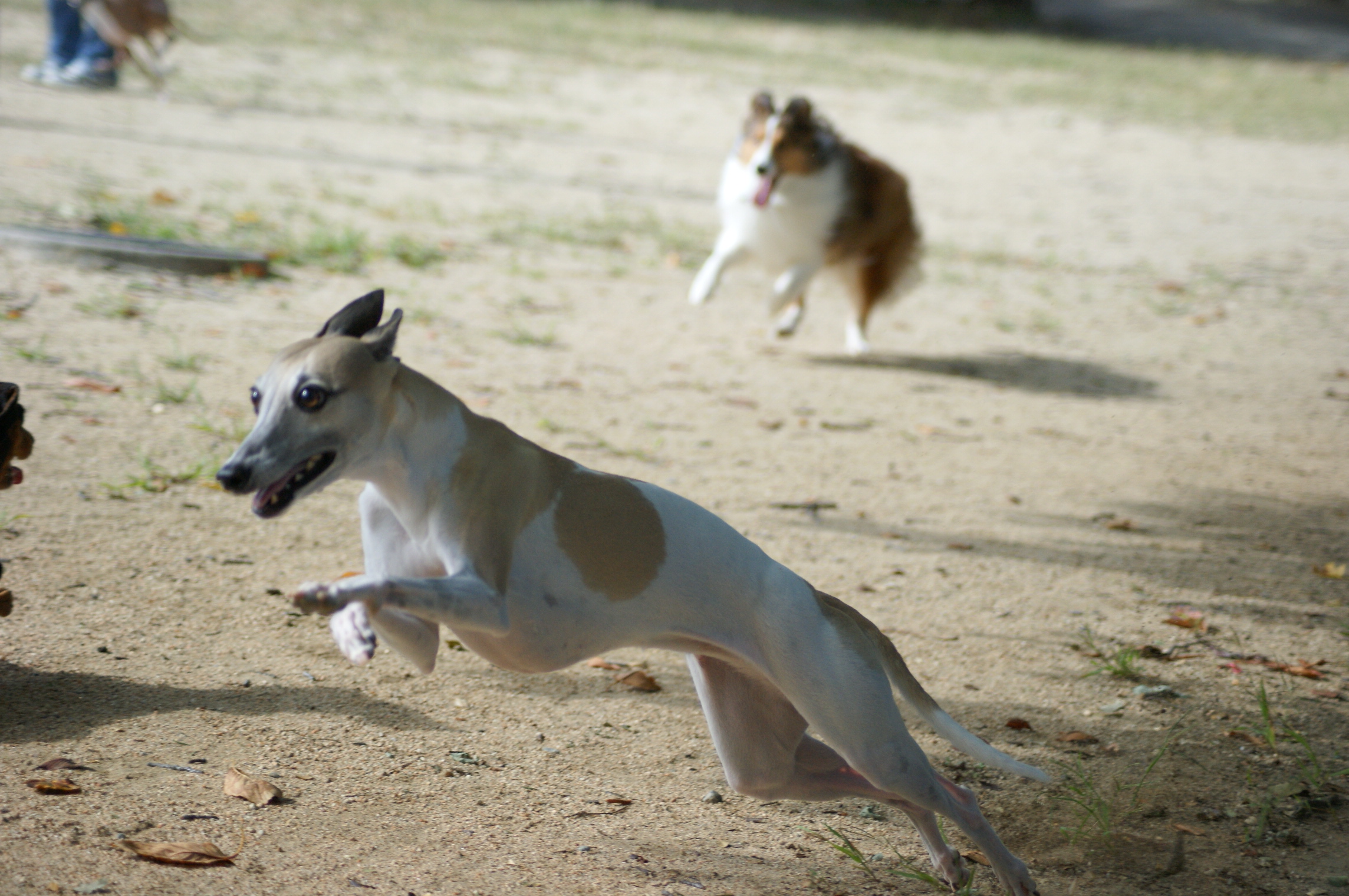 ON & OFF - Joy & Jura with Whippet Floren