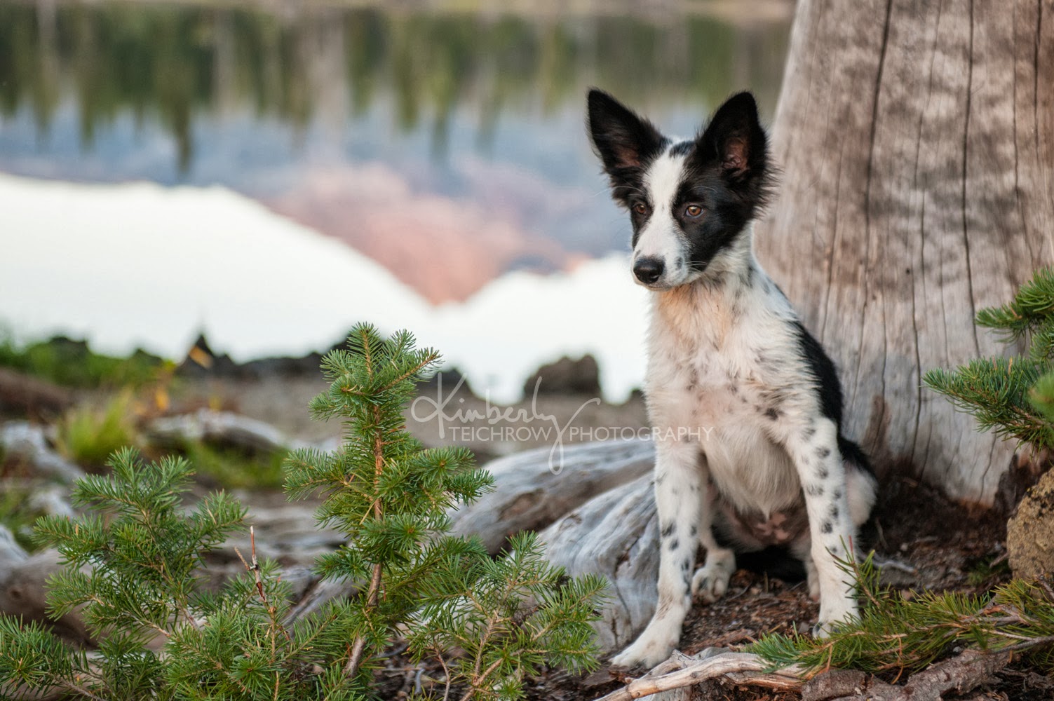 Kimberly Teichrow Photography: 'SUP, pups? Dogs on a Paddle Board at ...