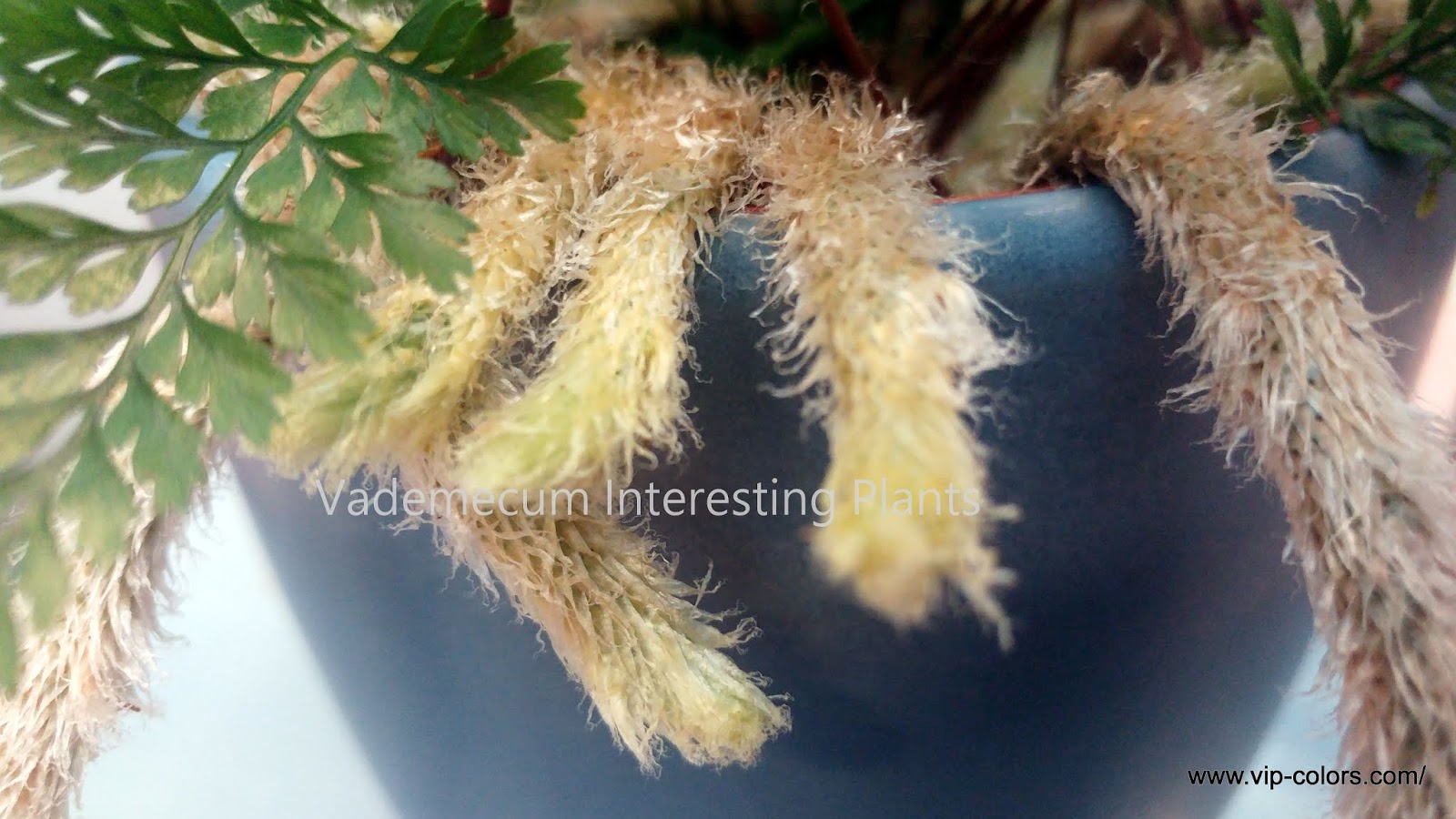 humata Humata tyermannii (hazenpootvaren) p 20 cm kopen? - Baranainflasi