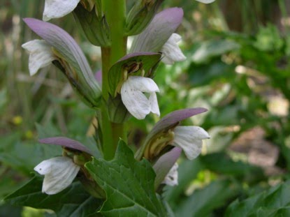 Acanthus mollis : El Mundo y sus Plantas