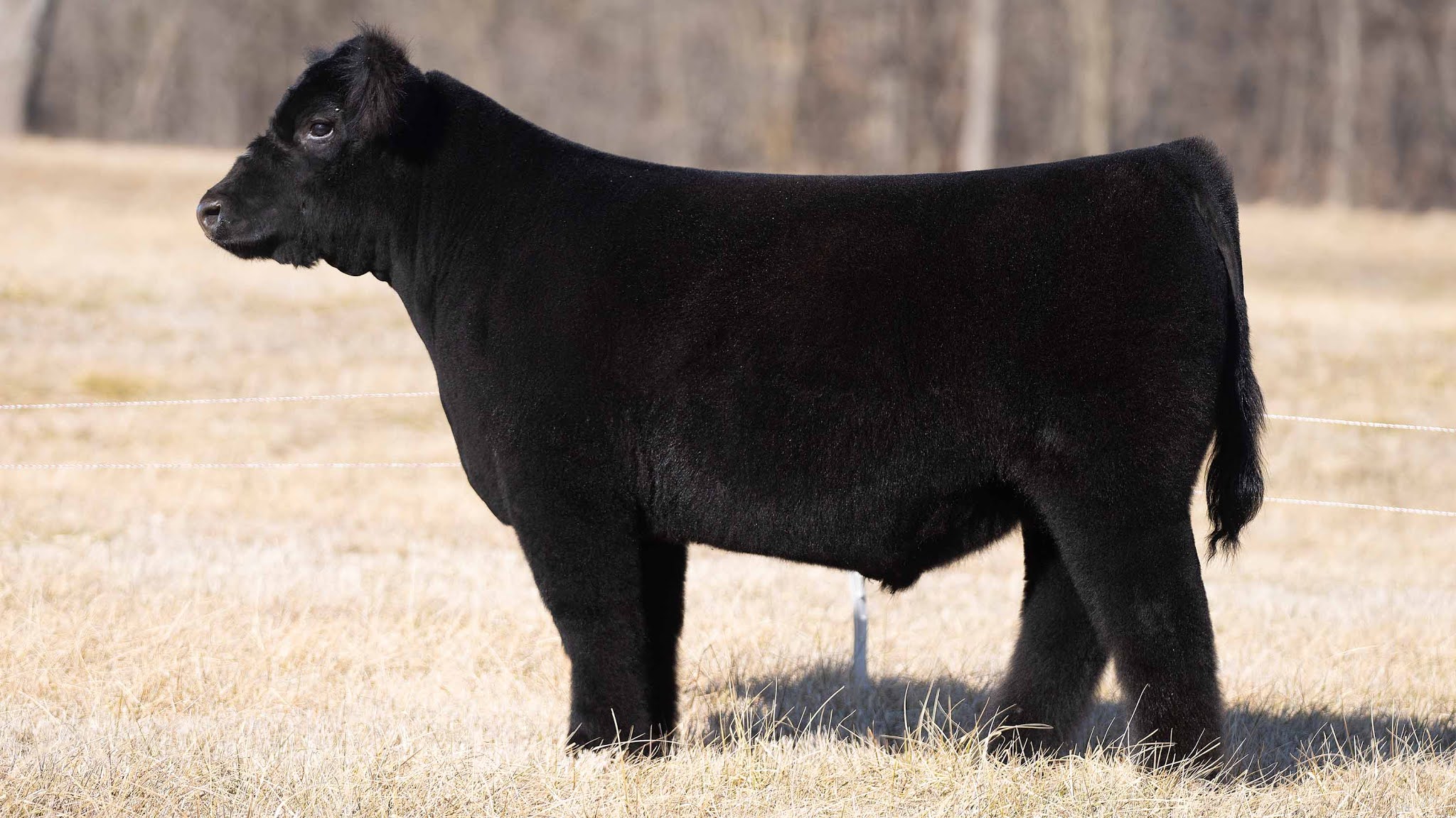 RCC Blog: BREMER SHOW CATTLE HOLDOVER STEER SALE!