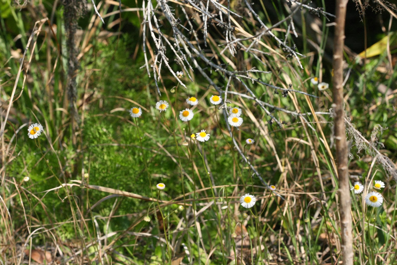 Native Florida Wildflowers: Daisy fleabane - Erigeron quercifolius