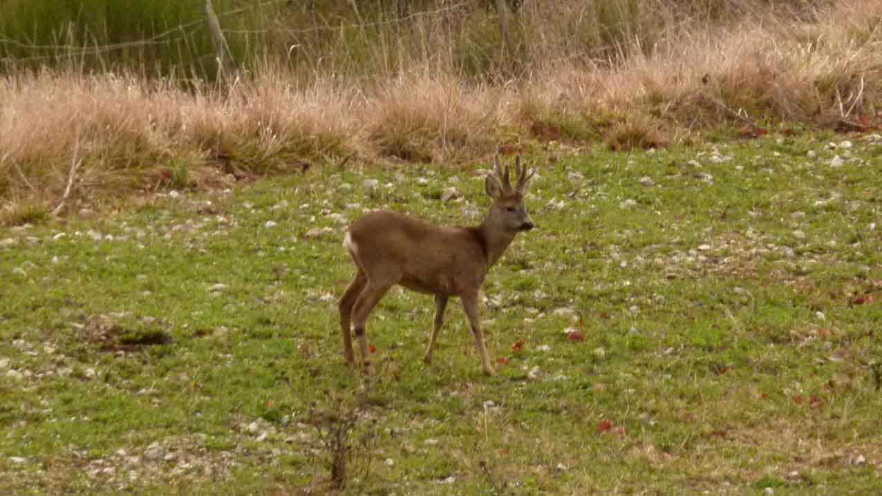 Faune Flore d'Ul: Chevreuil