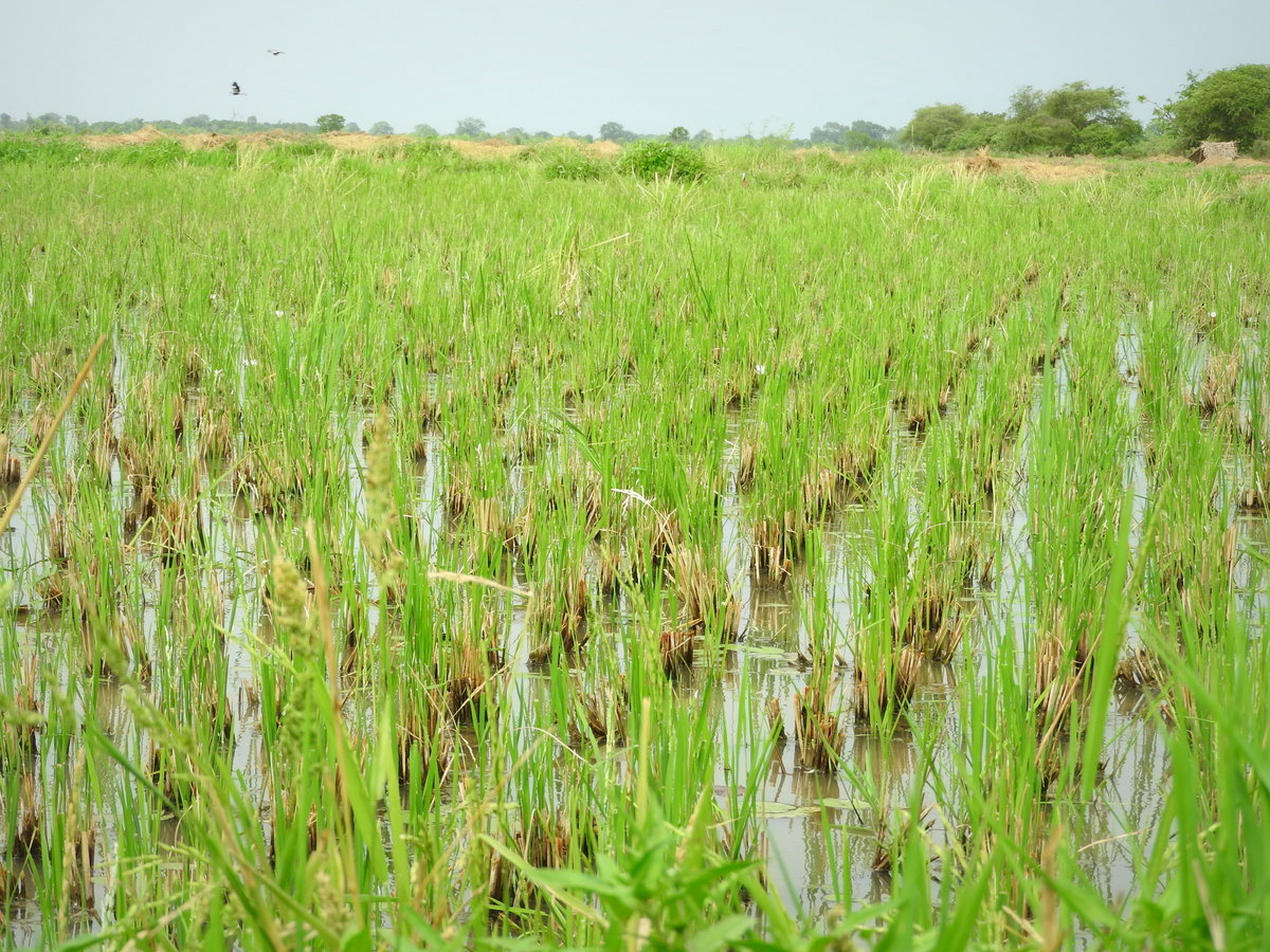 MOJ AFRIŠKI VSAKDANJIK: RIŽEVA POLJA