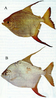 阿比的Blog: 2011-09-15 Myleus setiger