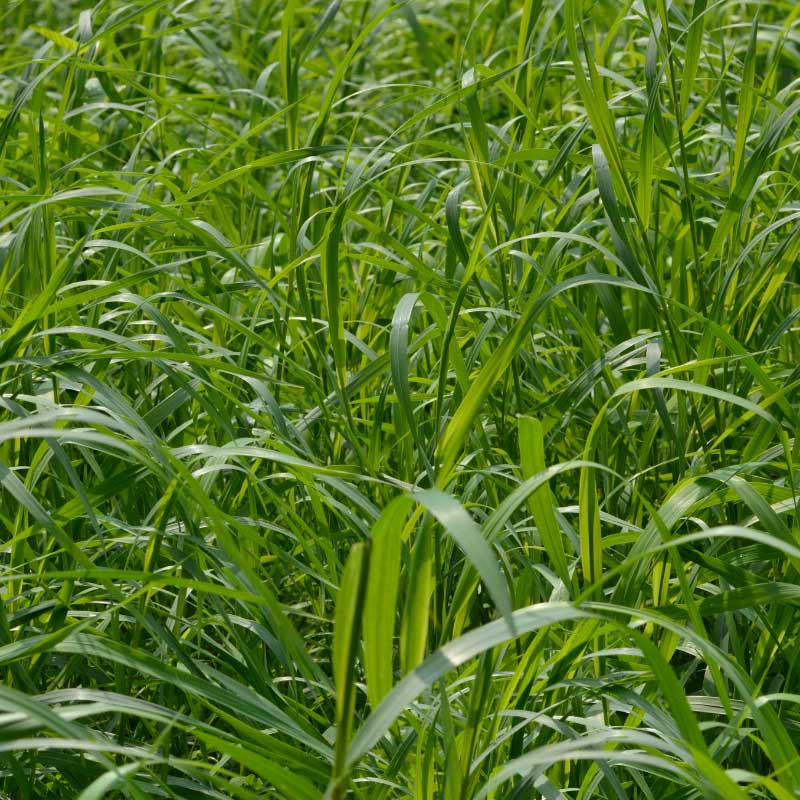 Čaj od pirevine za miome - recept i prednosti - Moj ciklus