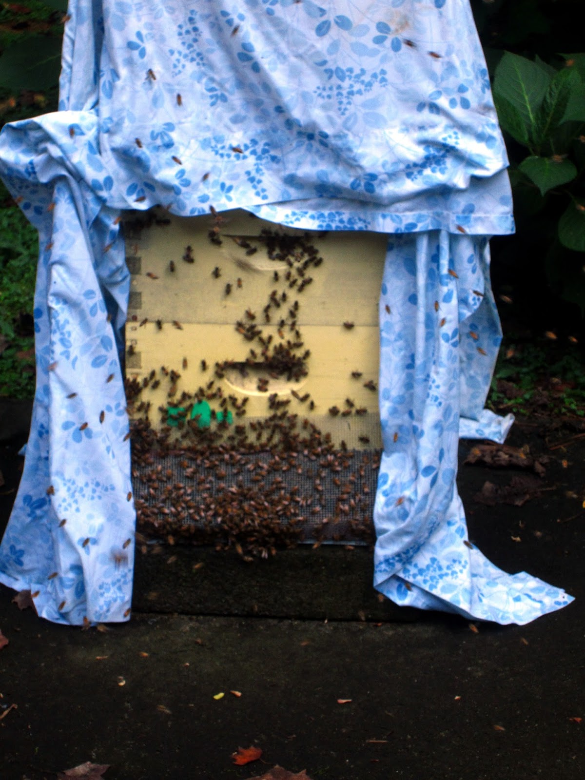 Linda's Bees: Billy Davis' Robber Screen