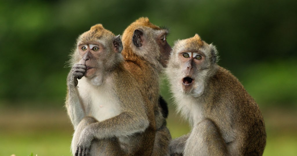 The Big Wobble : 5 laboratory primates tested positive for bacteria ...